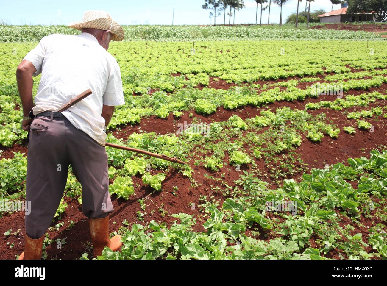 Frutas de campo hi-res stock photography and images - Alamy
