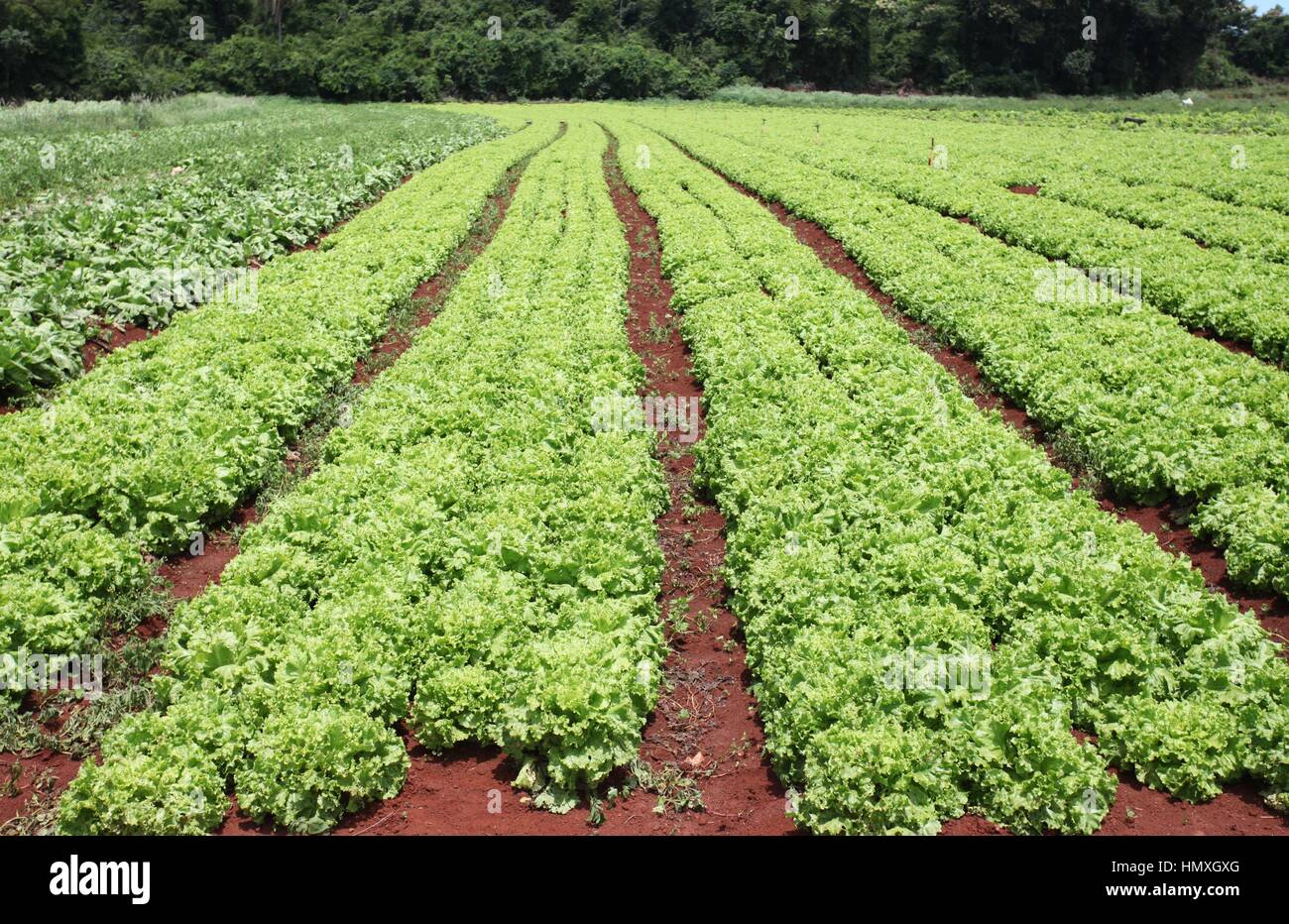 Frutas de campo hi-res stock photography and images - Alamy