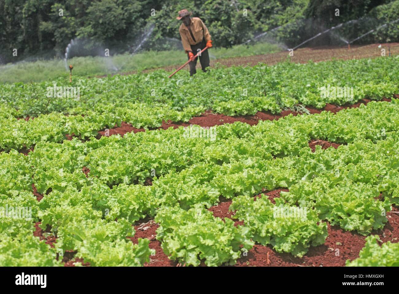 Frutas de campo hi-res stock photography and images - Alamy