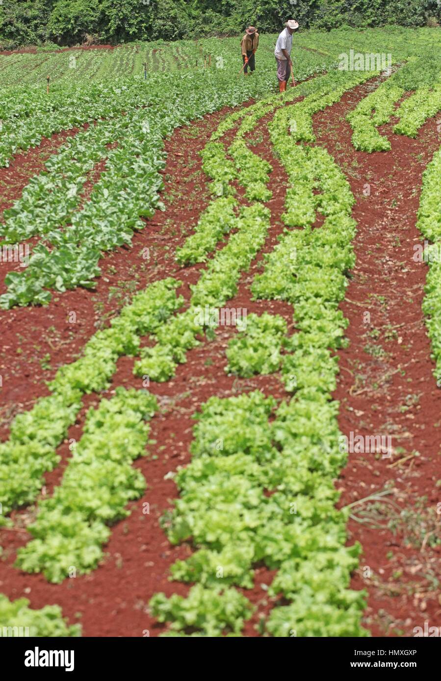 Frutas de campo hi-res stock photography and images - Alamy