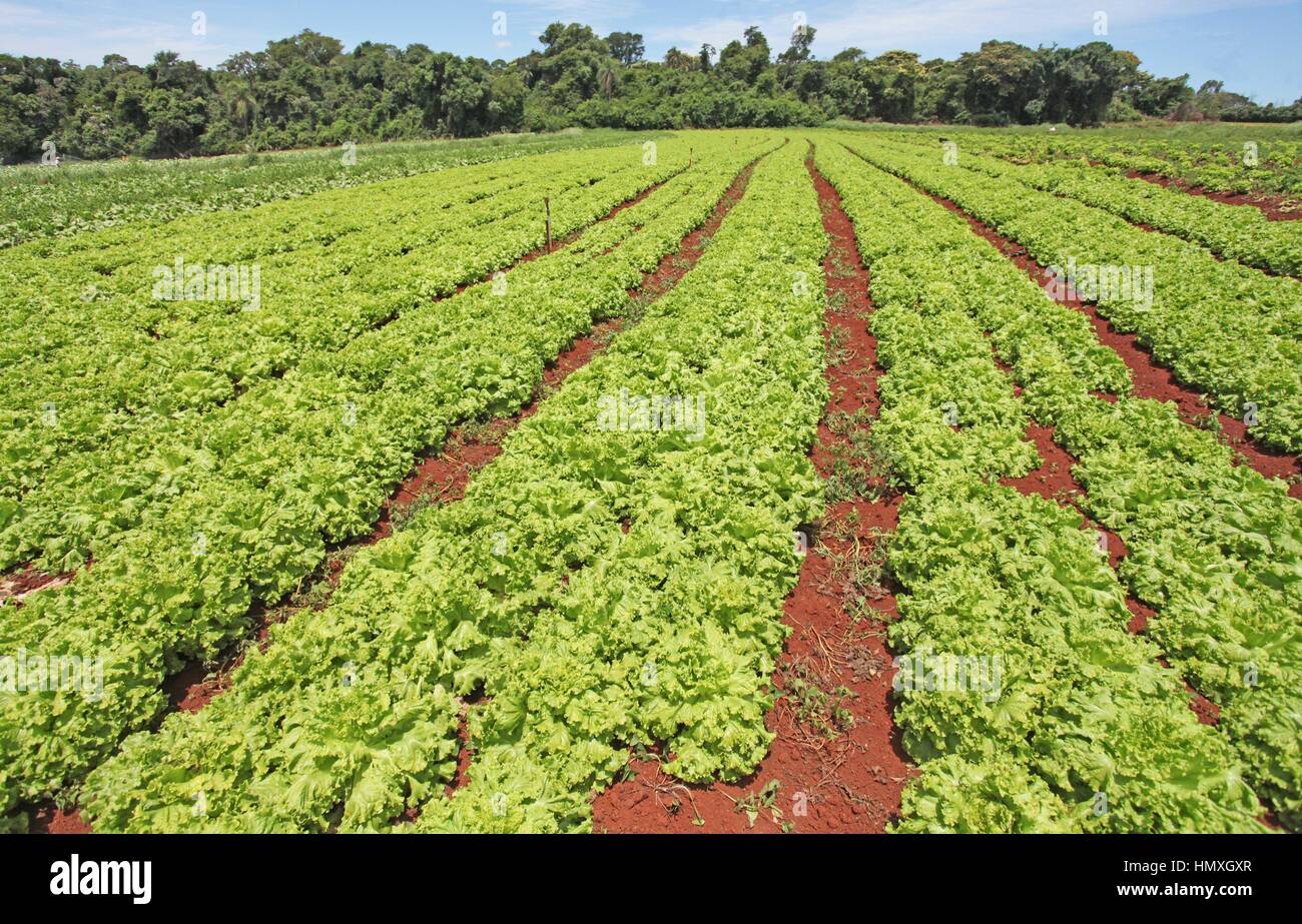 Frutas de campo hi-res stock photography and images - Alamy