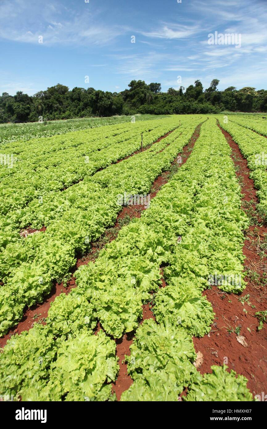 Frutas de campo hi-res stock photography and images - Alamy