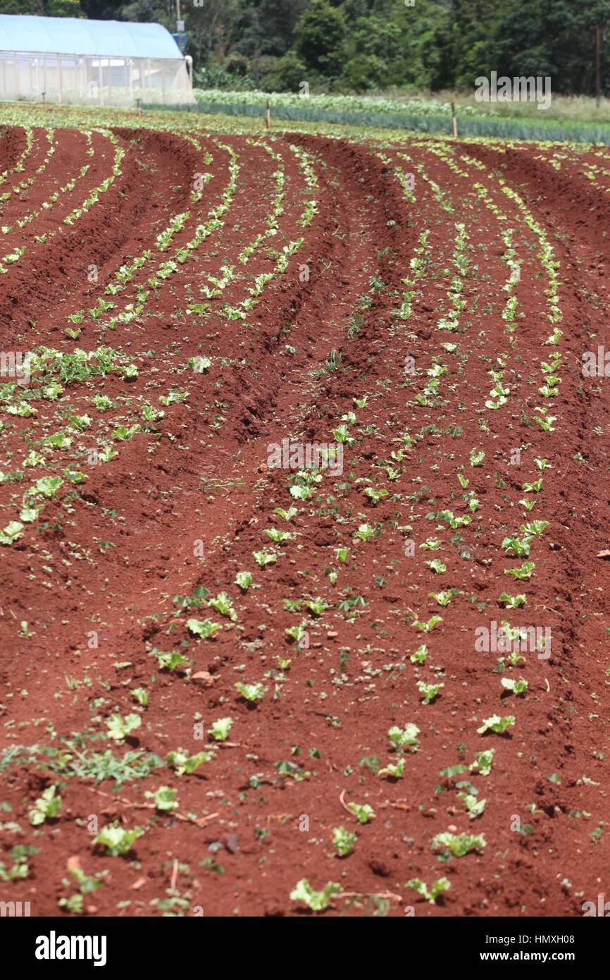 Frutas de campo hi-res stock photography and images - Alamy