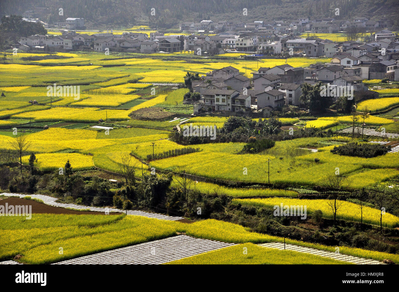 Xingyi, China. 6th Feb, 2017. Aerial photography of rapeseed flowers in ...