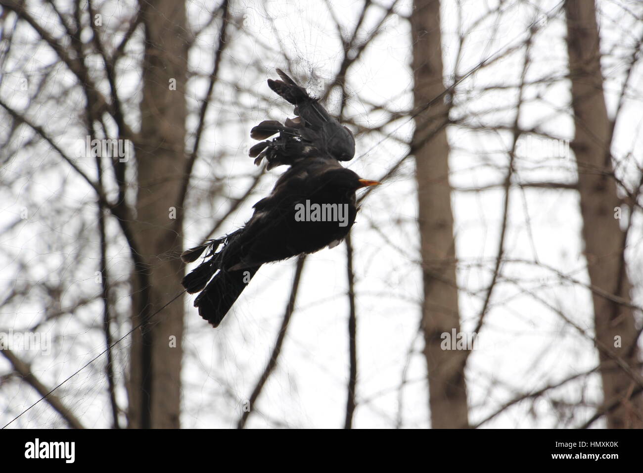 Bird trapped hi-res stock photography and images - Alamy