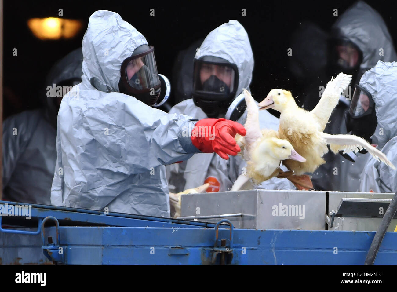 500 ducks hi-res stock photography and images - Alamy