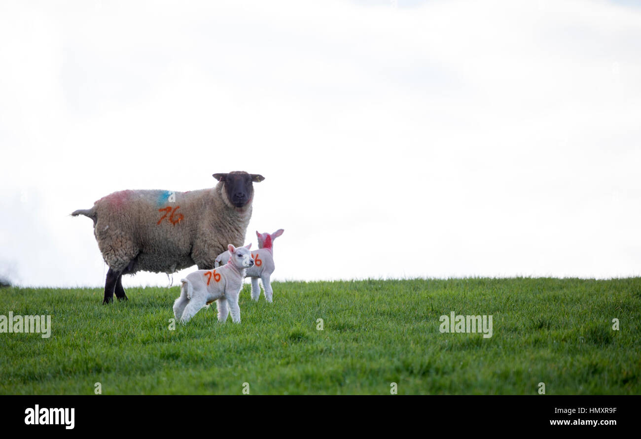 Tired lamb hi-res stock photography and images - Alamy