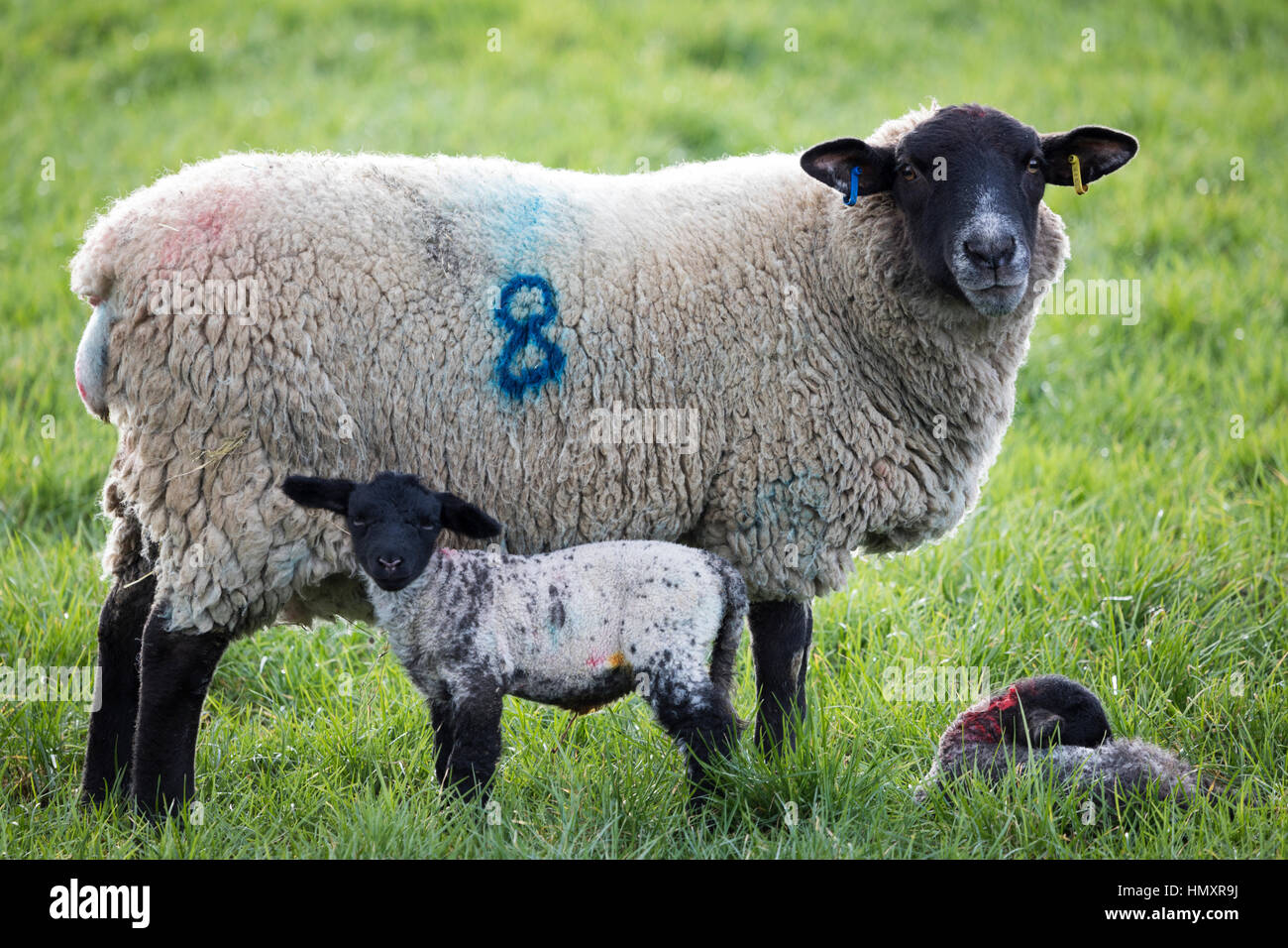 New born lambs in rural Flinthsire Stock Photo - Alamy