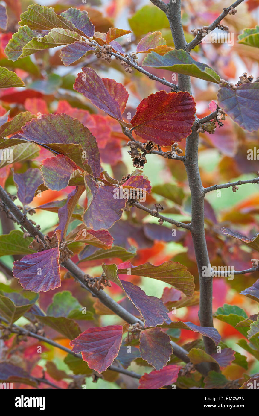 Amethyst witch hazel (Hamamelis x intermedia Amethyst Stock Photo - Alamy
