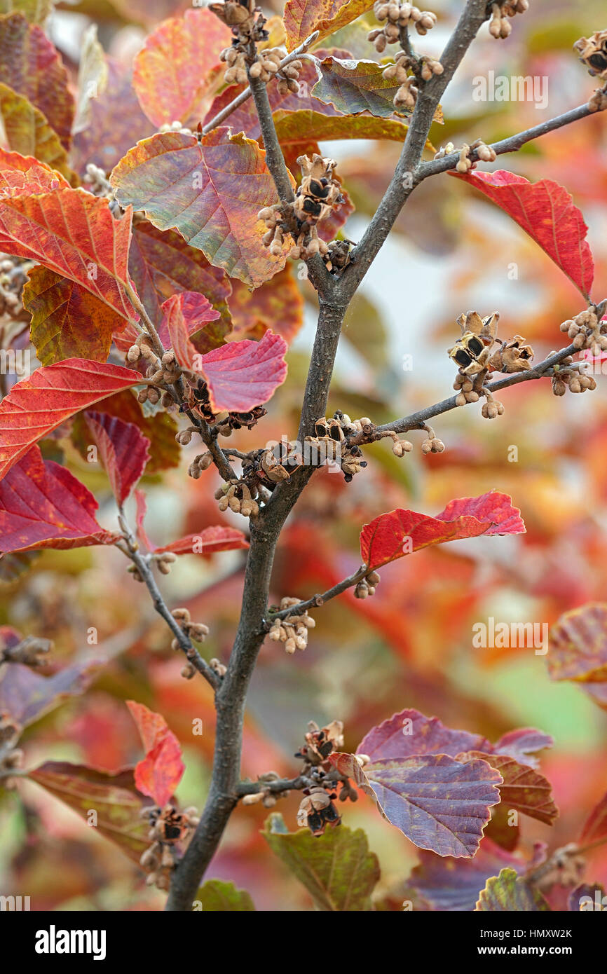 Amethyst witch hazel (Hamamelis x intermedia Amethyst). Twigs with ...