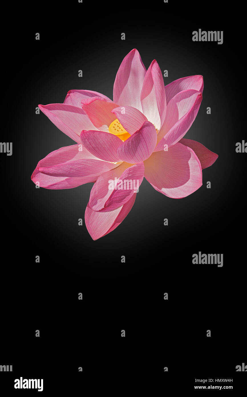 Sacred lotus (Nelumbo nucifera). Called Indian Lotus, Bean of India and ...