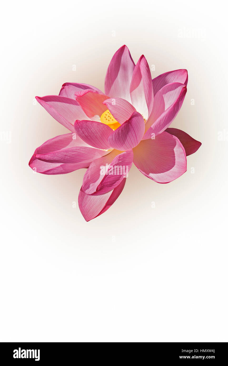 Sacred lotus (Nelumbo nucifera). Called Indian Lotus, Bean of India and ...