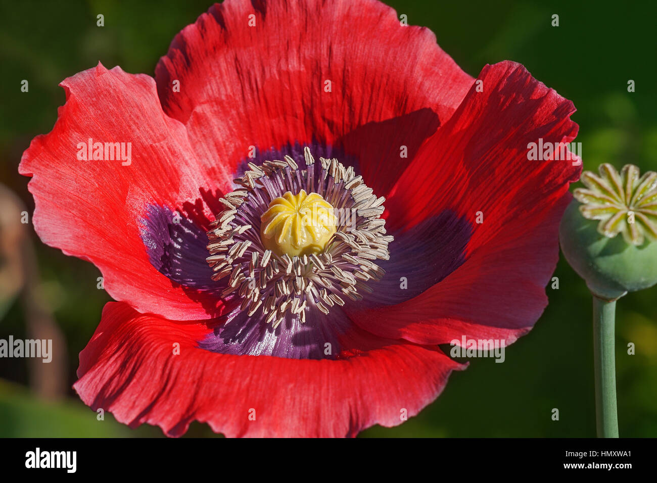 Opium poppy (Papaver somniferum). Called Garden poppy also. Another ...