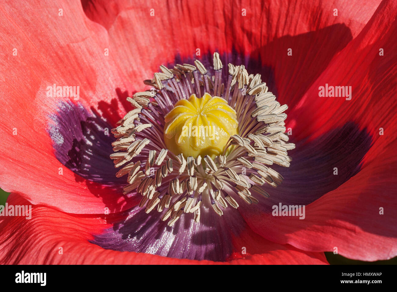Opium poppy (Papaver somniferum). Called Garden poppy also. Another ...