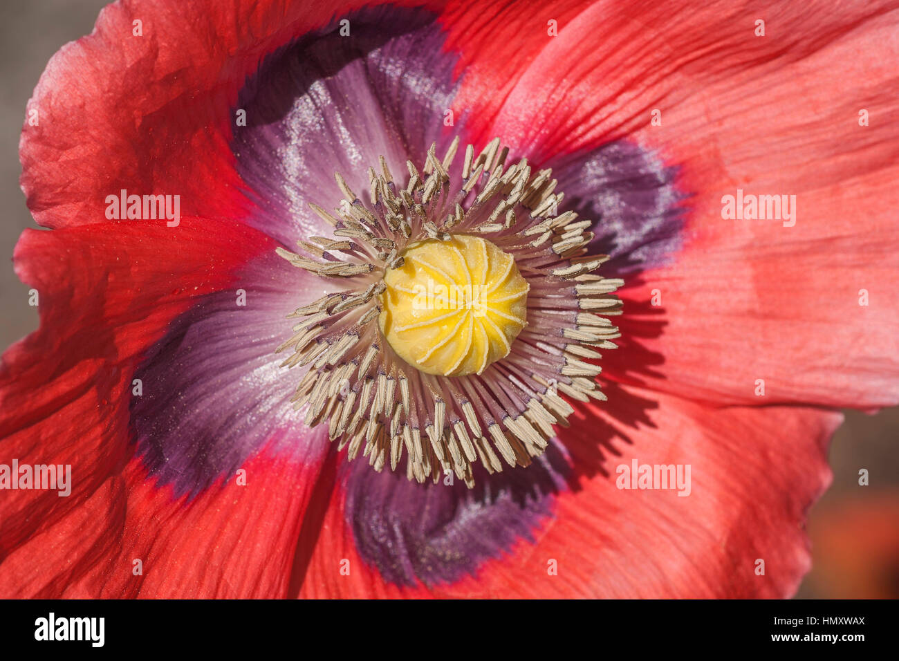 Opium poppy (Papaver somniferum). Called Garden poppy also. Another ...