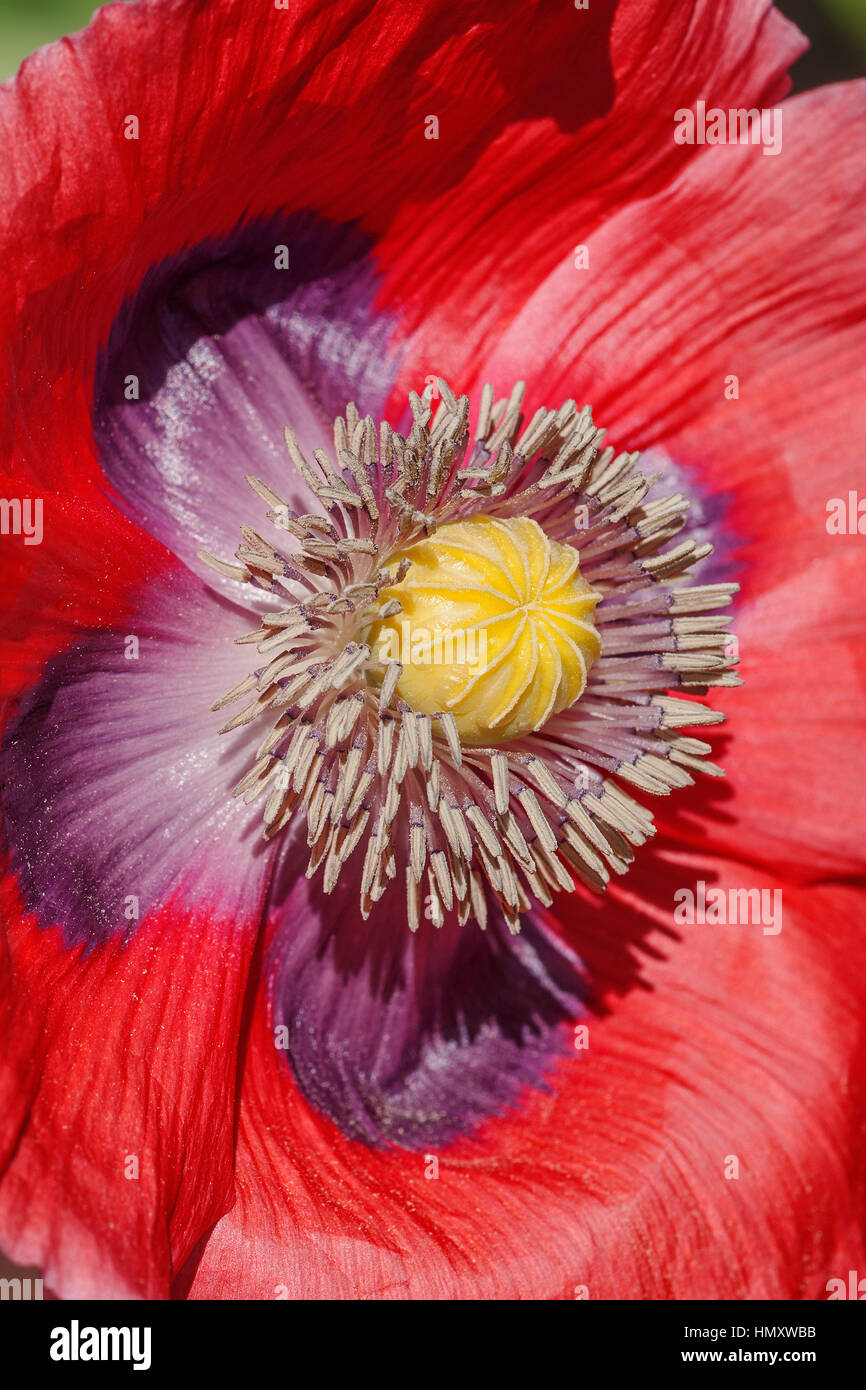 Opium poppy (Papaver somniferum). Called Garden poppy also. Another ...