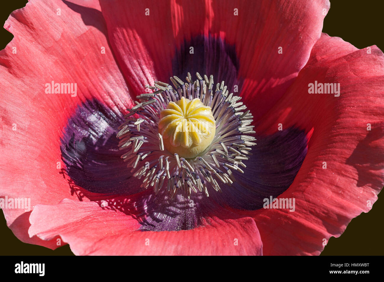 Opium poppy (Papaver somniferum). Called Garden poppy also. Another ...