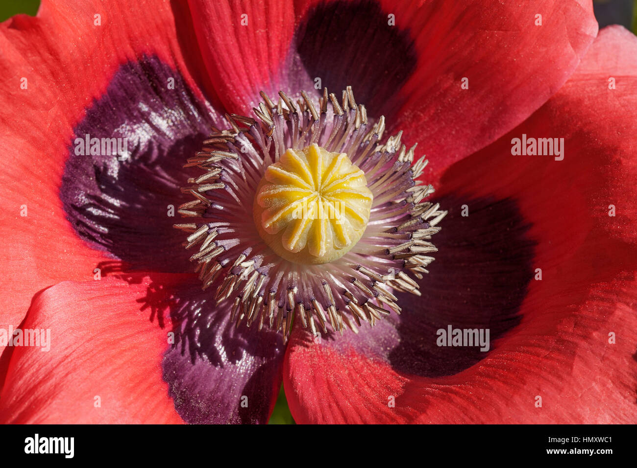 Opium poppy (Papaver somniferum). Called Garden poppy also. Another ...