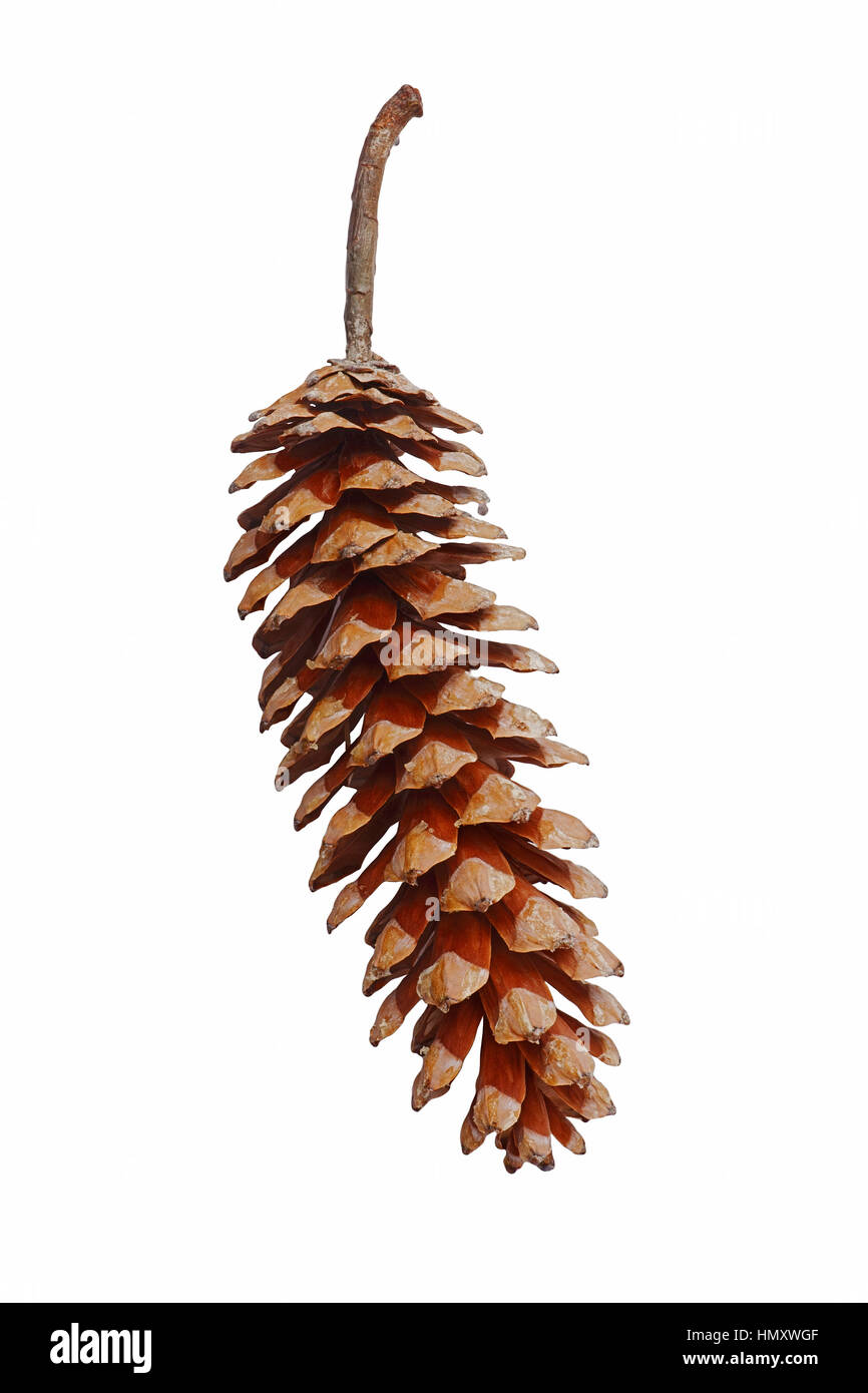 Bhutan pine (Pinus wallichiana). Called Blue Pine, Himalayan Pine and ...