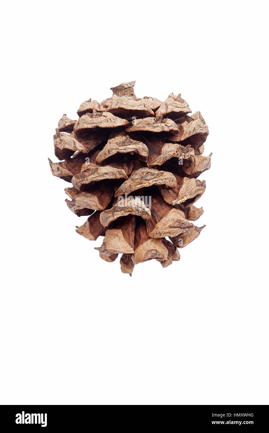 Lace bark pine tree hi-res stock photography and images - Alamy