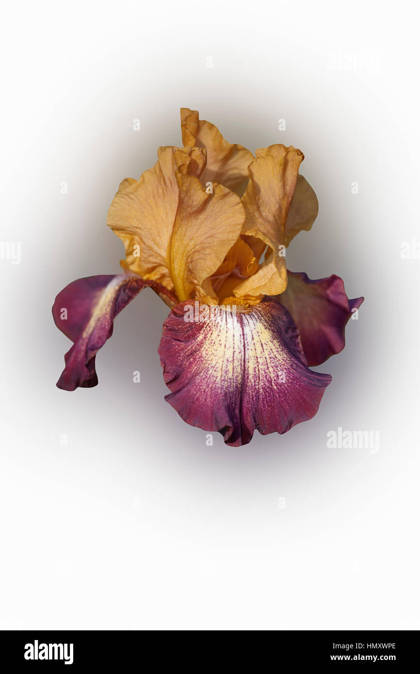 Hybrid German iris (Iris x germanica). Image of flower isolated on ...