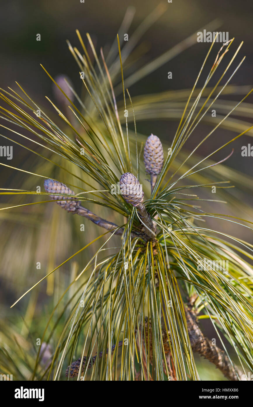 Bhutan pine (Pinus wallichiana). Called Blue Pine, Himalayan Pine and ...