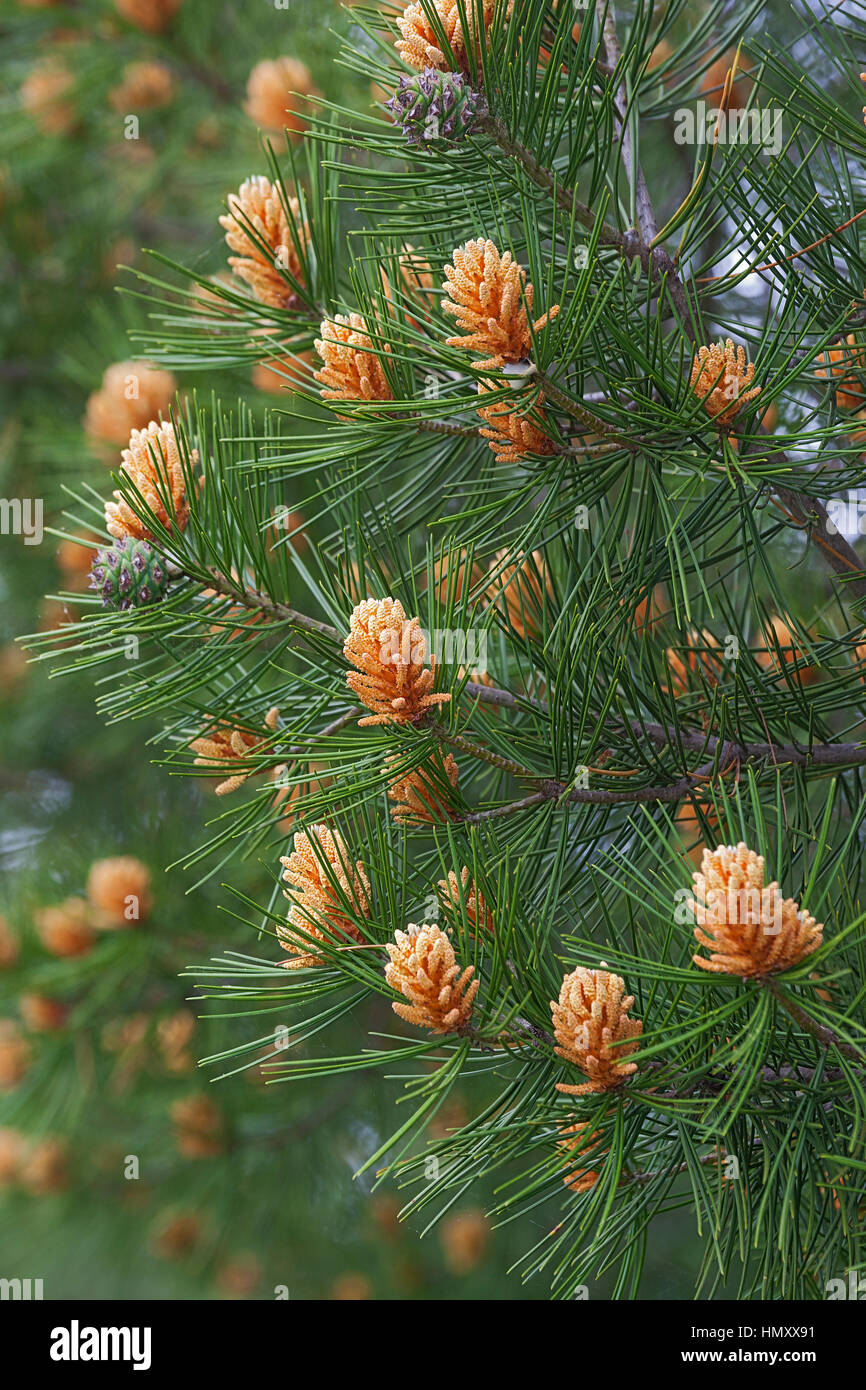 Lace-bark pine (Pinus bungeana). Pollen cones Stock Photo - Alamy
