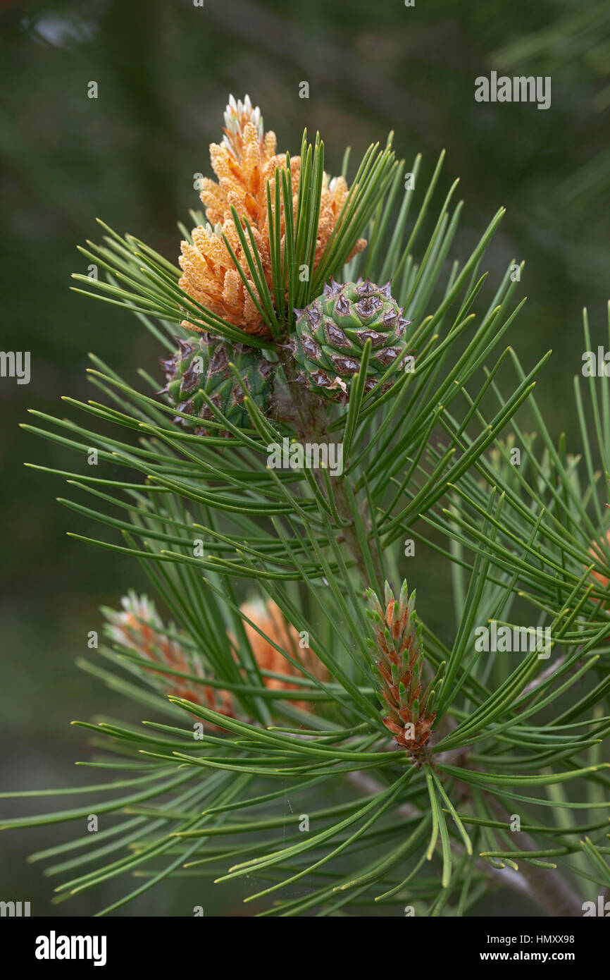 Lace bark pine tree hi-res stock photography and images - Alamy