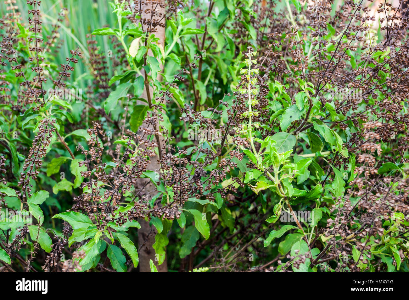 Basil Leaf Tree with Flower [Ocimum Tenuiflorum] Stock Photo - Alamy