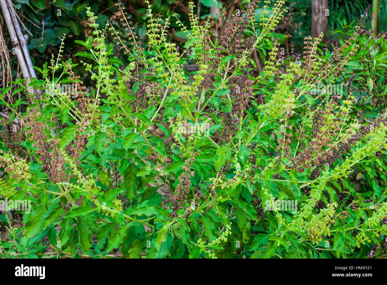 Basil Leaf Tree with Flower [Ocimum Tenuiflorum] Stock Photo - Alamy
