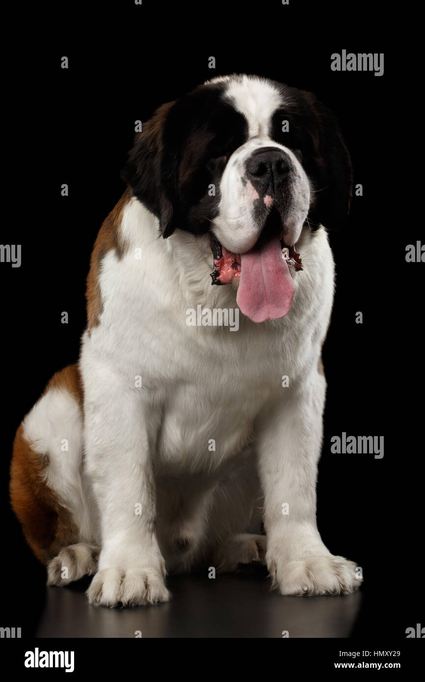 Saint bernard dog hi-res stock photography and images - Alamy