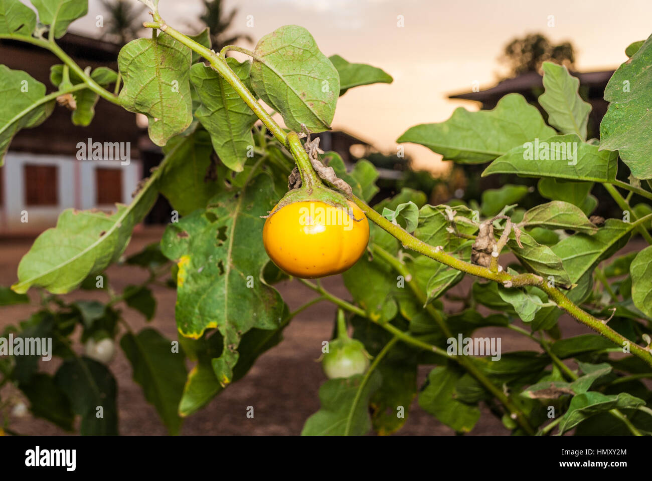 Yellow berried nightshade solanum xanthocarpum hi-res stock photography ...