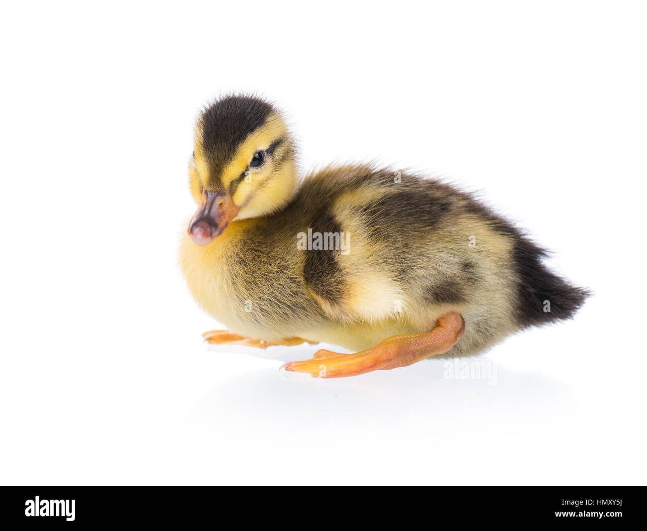 Cute little duckling Stock Photo - Alamy