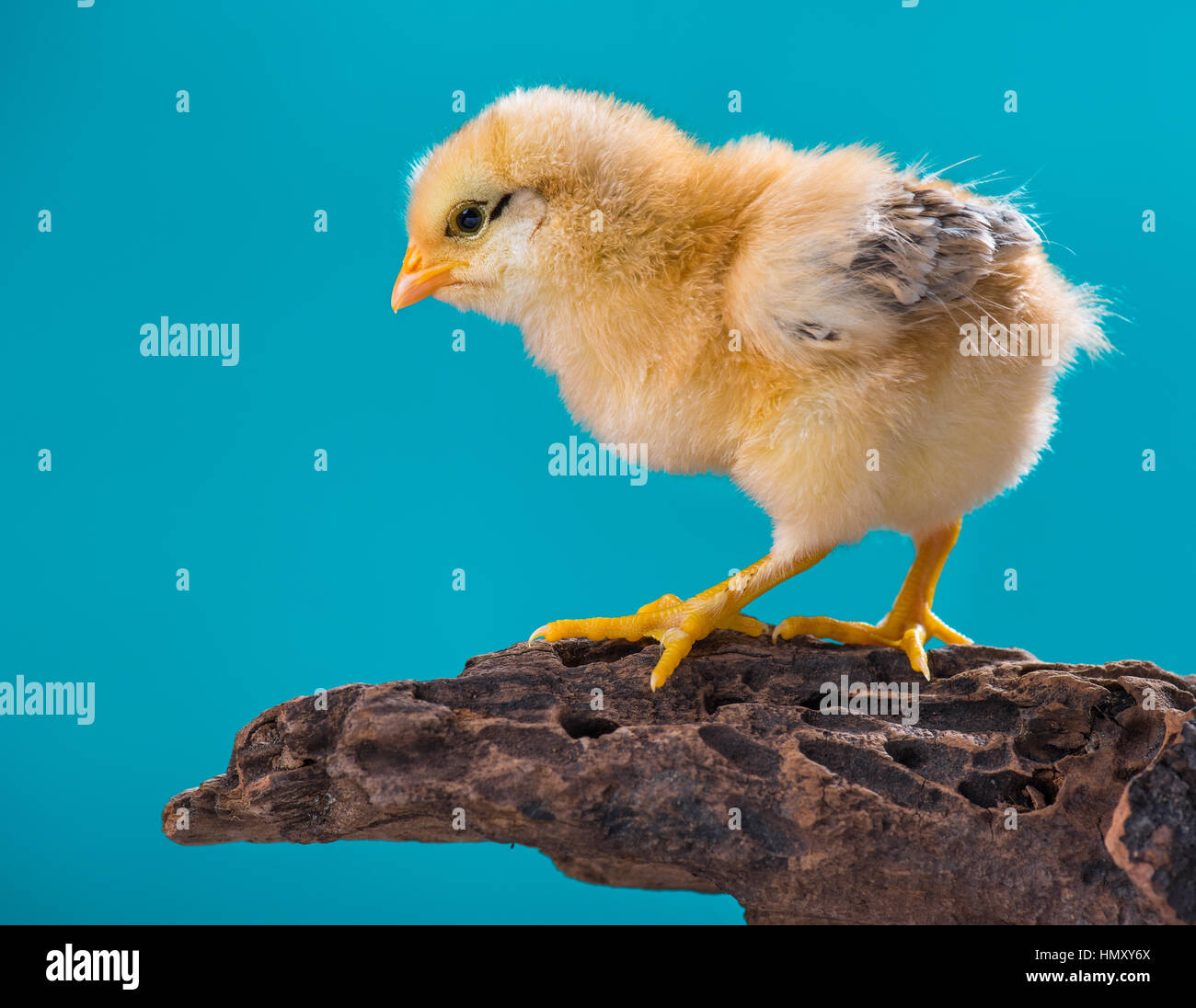Cute newborn chicken Stock Photo - Alamy