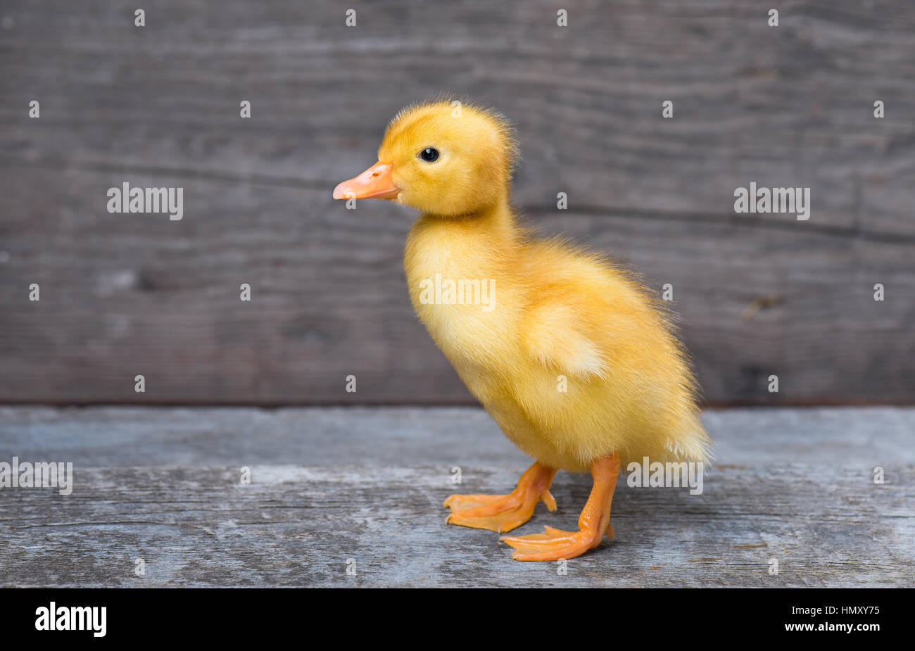 Cute newborn duckling Stock Photo - Alamy
