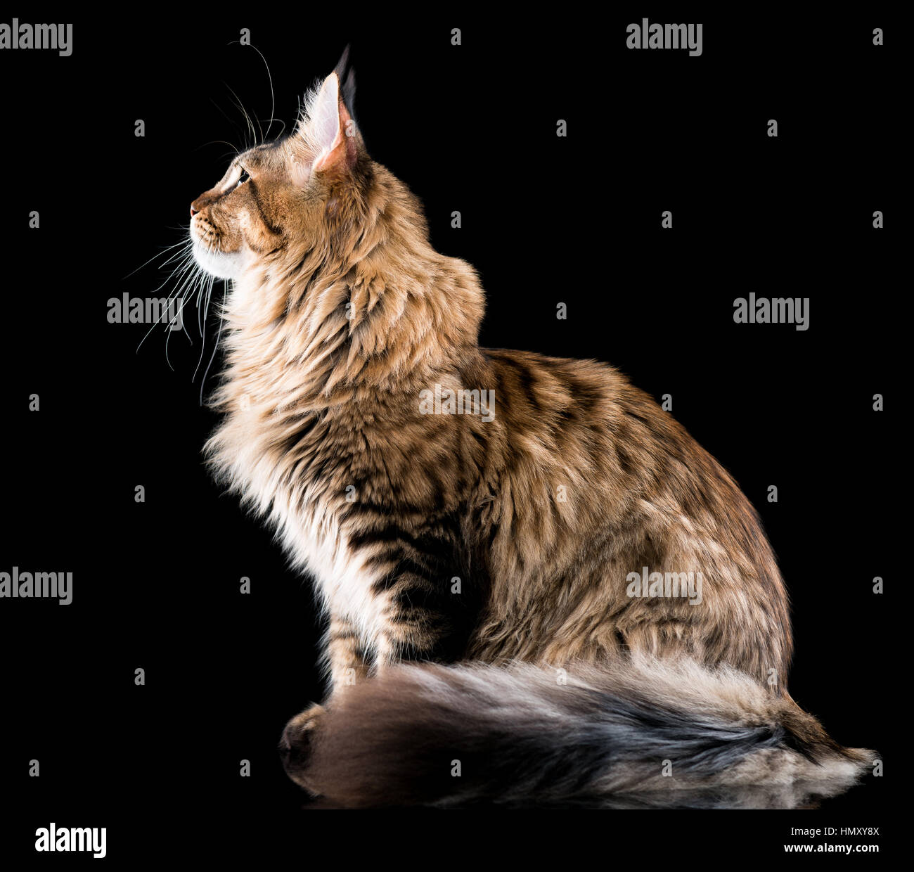 Portrait of Maine Coon cat Stock Photo - Alamy