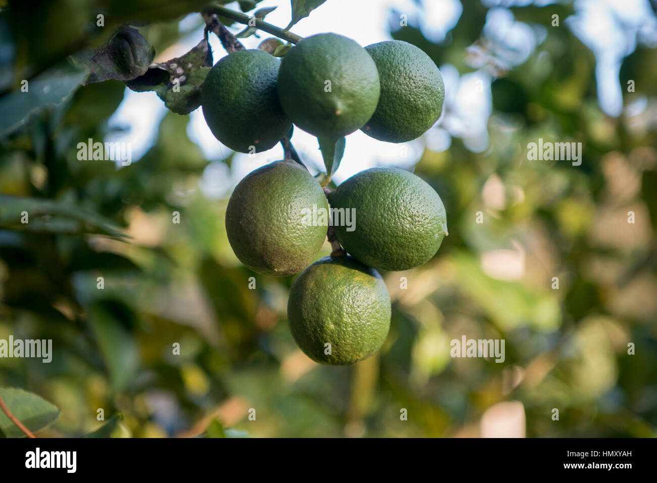 Lemon plantation hi-res stock photography and images - Alamy