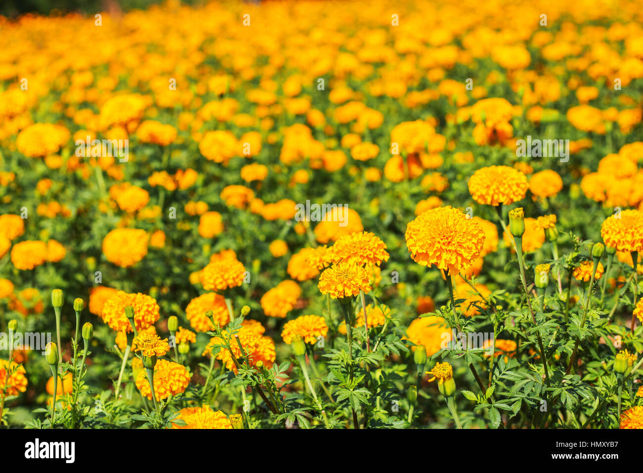 Beautiful marigold in the garden Stock Photo - Alamy
