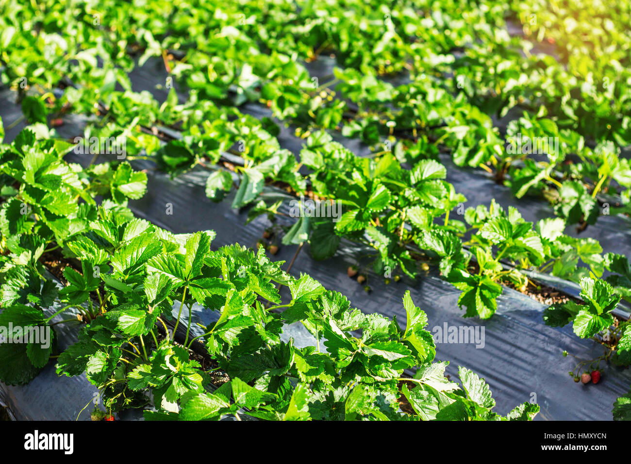 Strawberry on the field with morning sun Stock Photo - Alamy