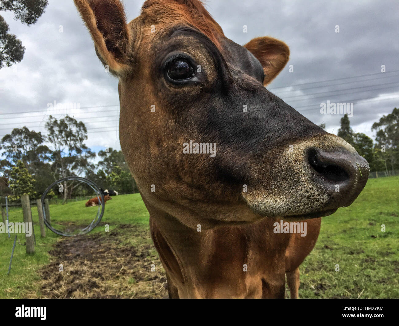 Brown Cow Portrait closeup Stock Photo - Alamy