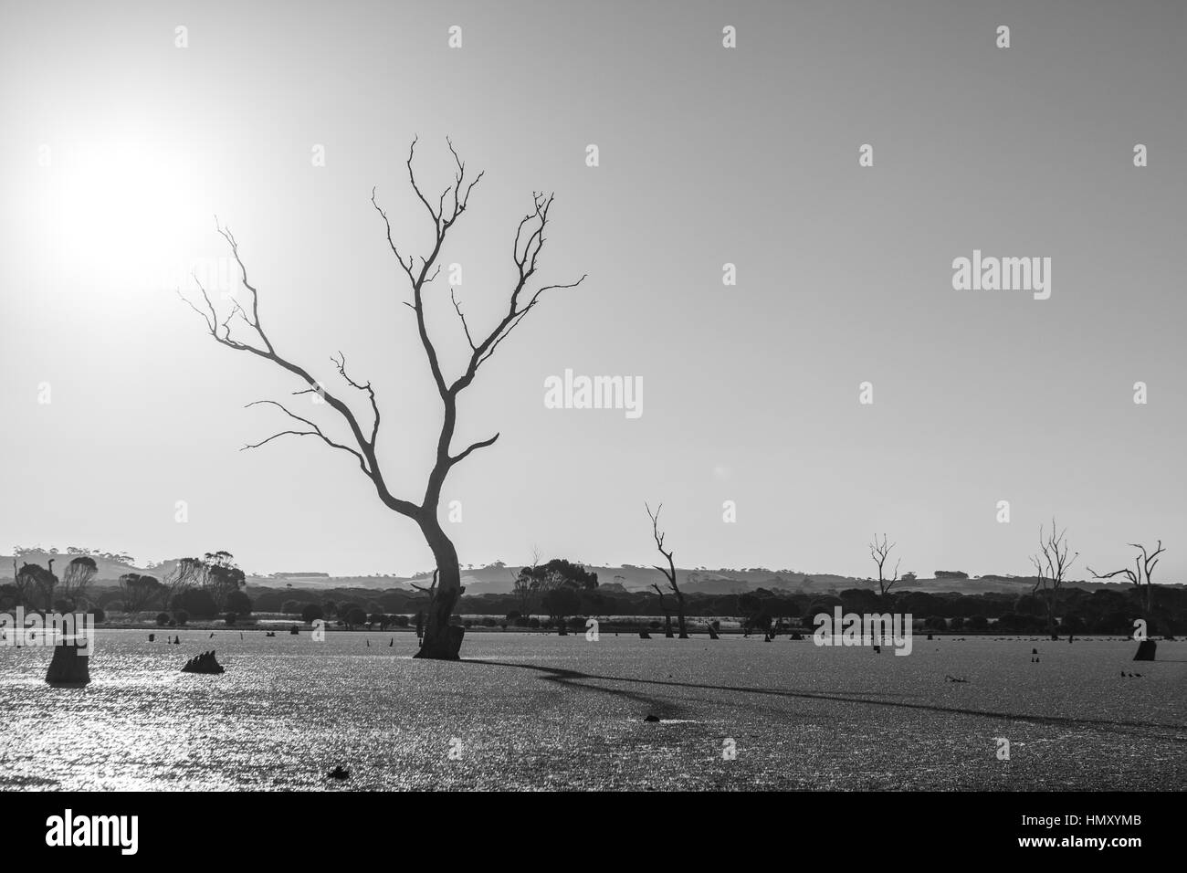 Bare trees in a swamp with long shadows in black and white Stock Photo ...
