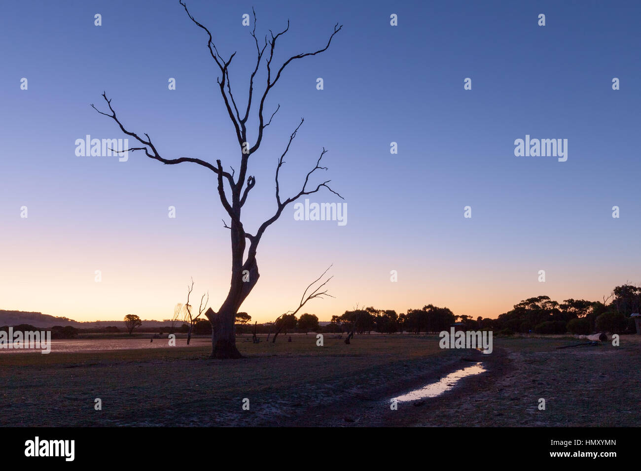 Bare tree silhouette at sunset Stock Photo - Alamy