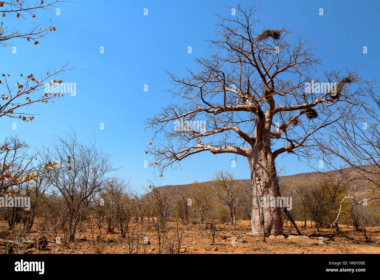 Baobab tree in Namibia Stock Photo - Alamy