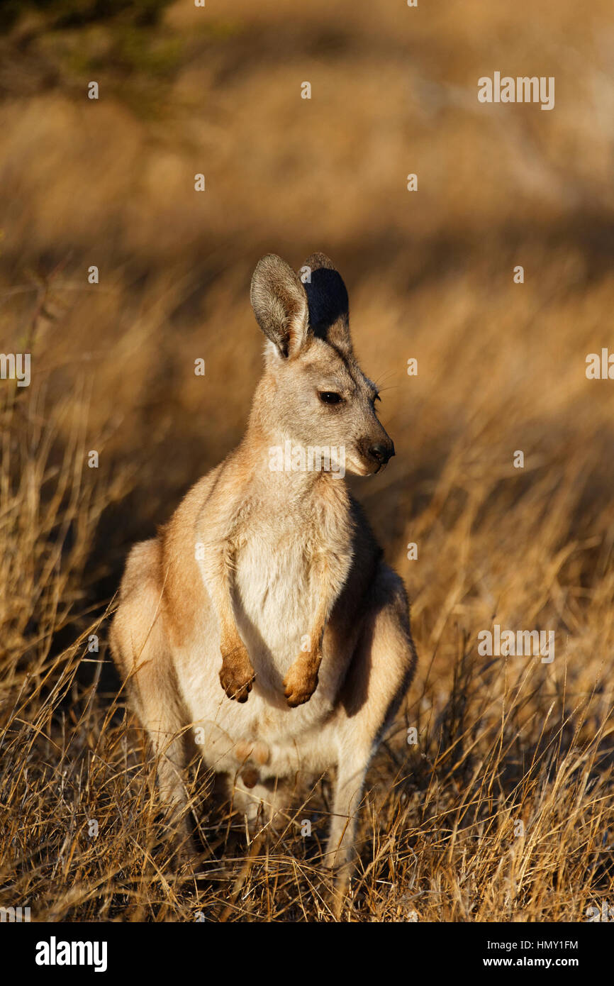 Eastern Grey Kangaroo (Macropus giganteus), Cape Range National Park ...