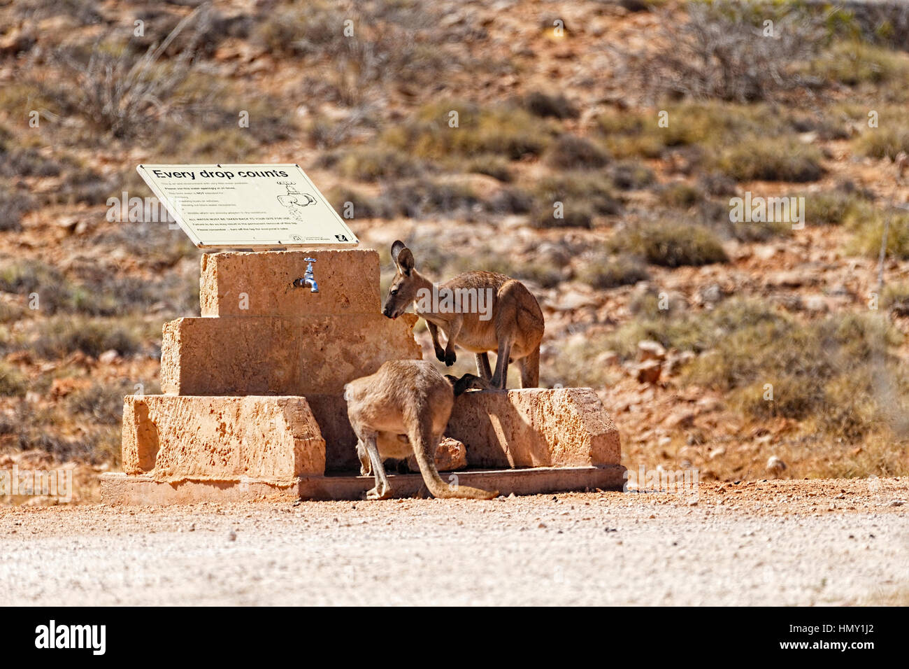 Eastern Grey Kangaroos (Macropus giganteus) at travelers water point ...