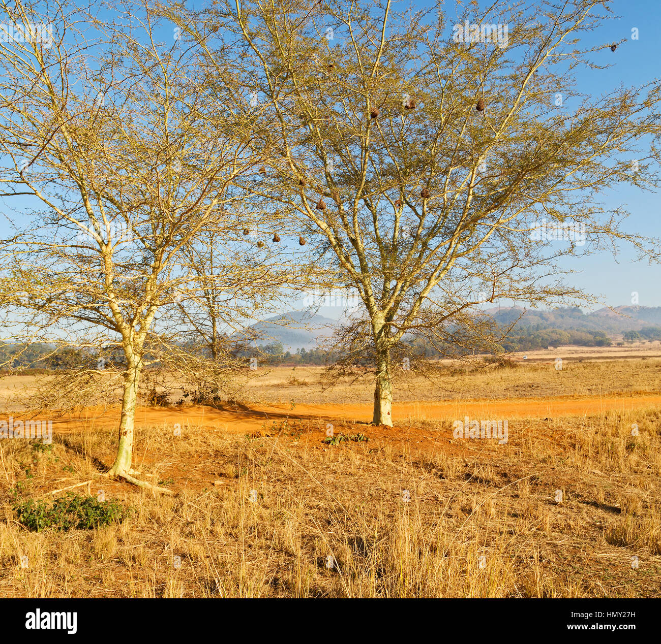 blur in swaziland mlilwane wildlife nature reserve mountain and tree ...