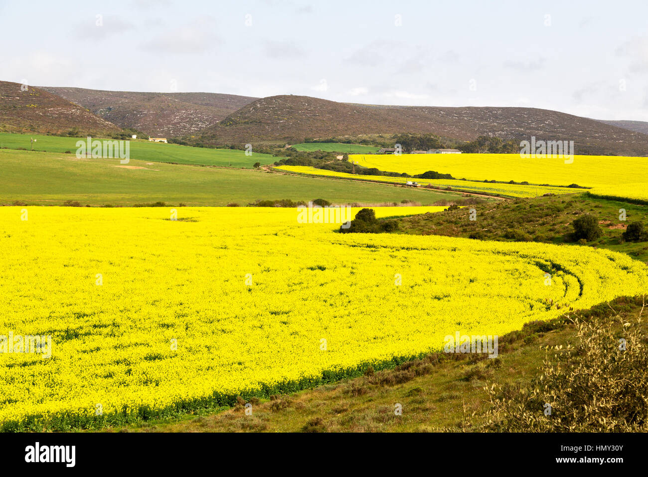 blur in south africa close up of the colza yellow field like texture ...