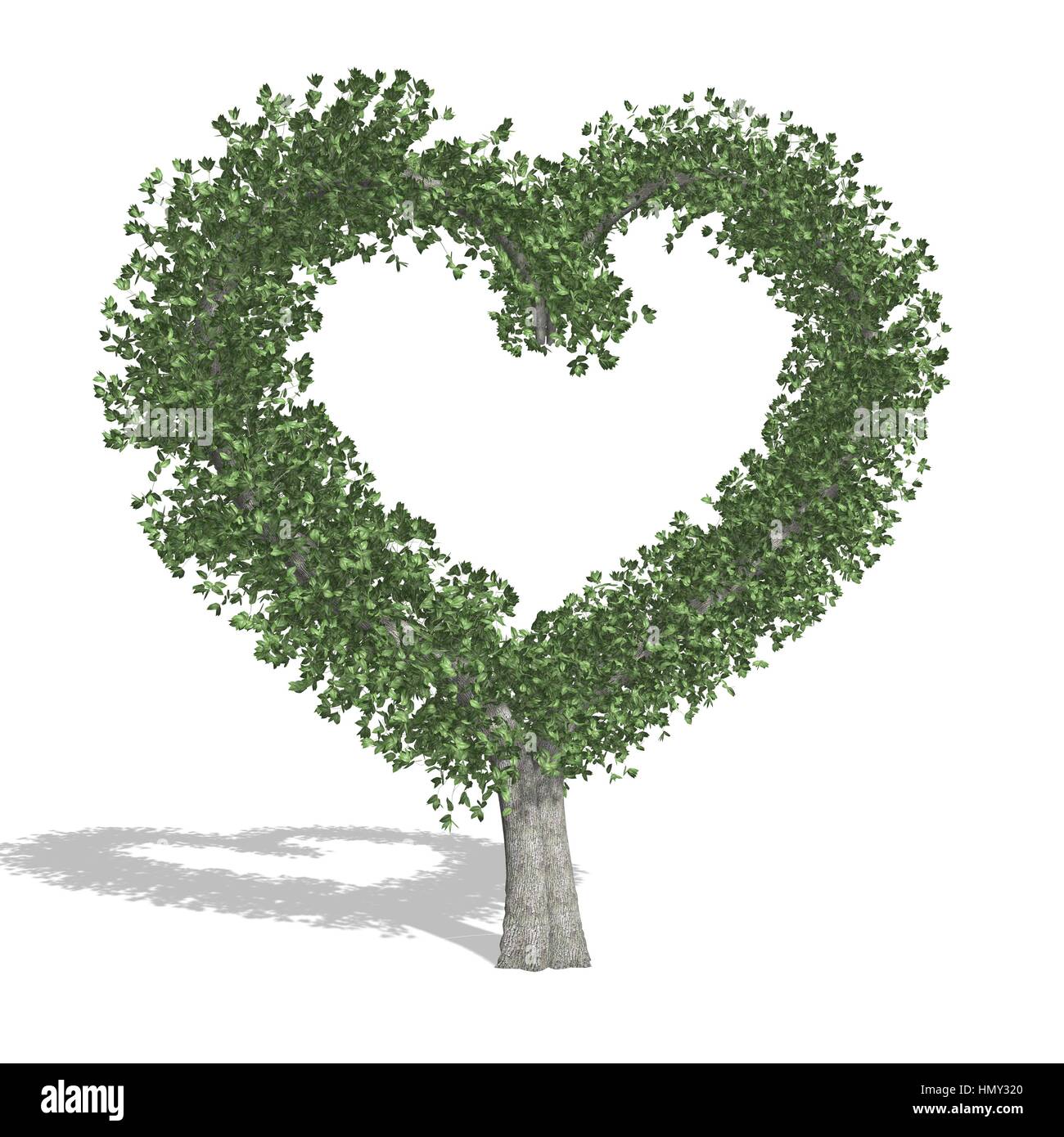 Heart tree, isolated on white background Stock Photo - Alamy
