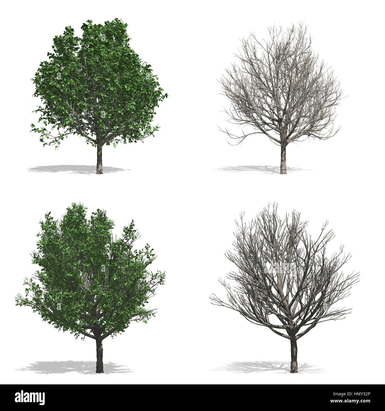 Pear trees, isolated on white background Stock Photo - Alamy