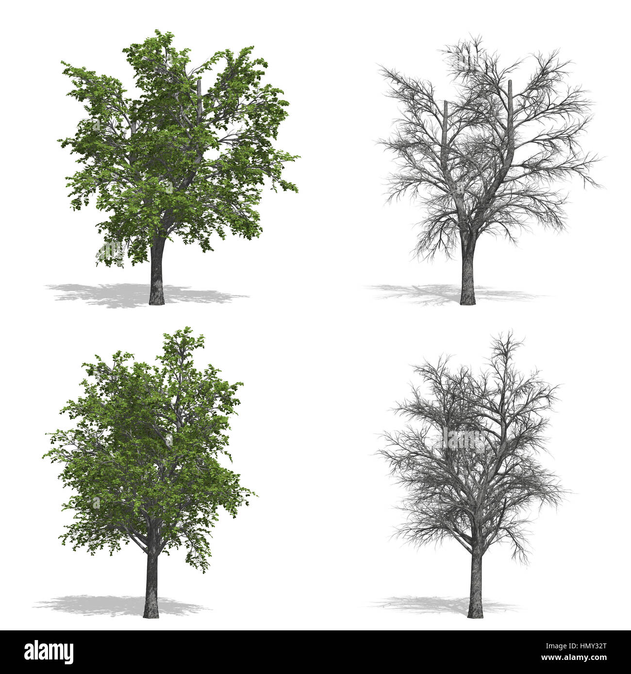 Set collection cherry trees Cut Out Stock Images & Pictures - Alamy